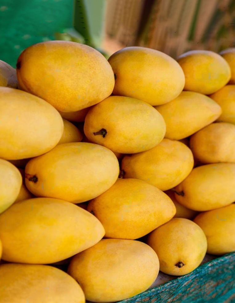 AHSAAS FARMS | Premium Pakistani Mangoes